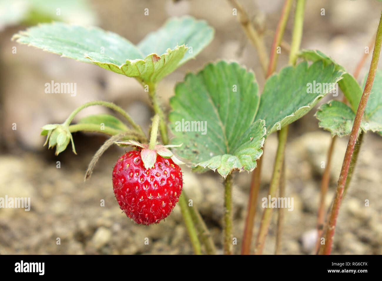 Strawberry plant and fruit in garden Stock Photo - Alamy