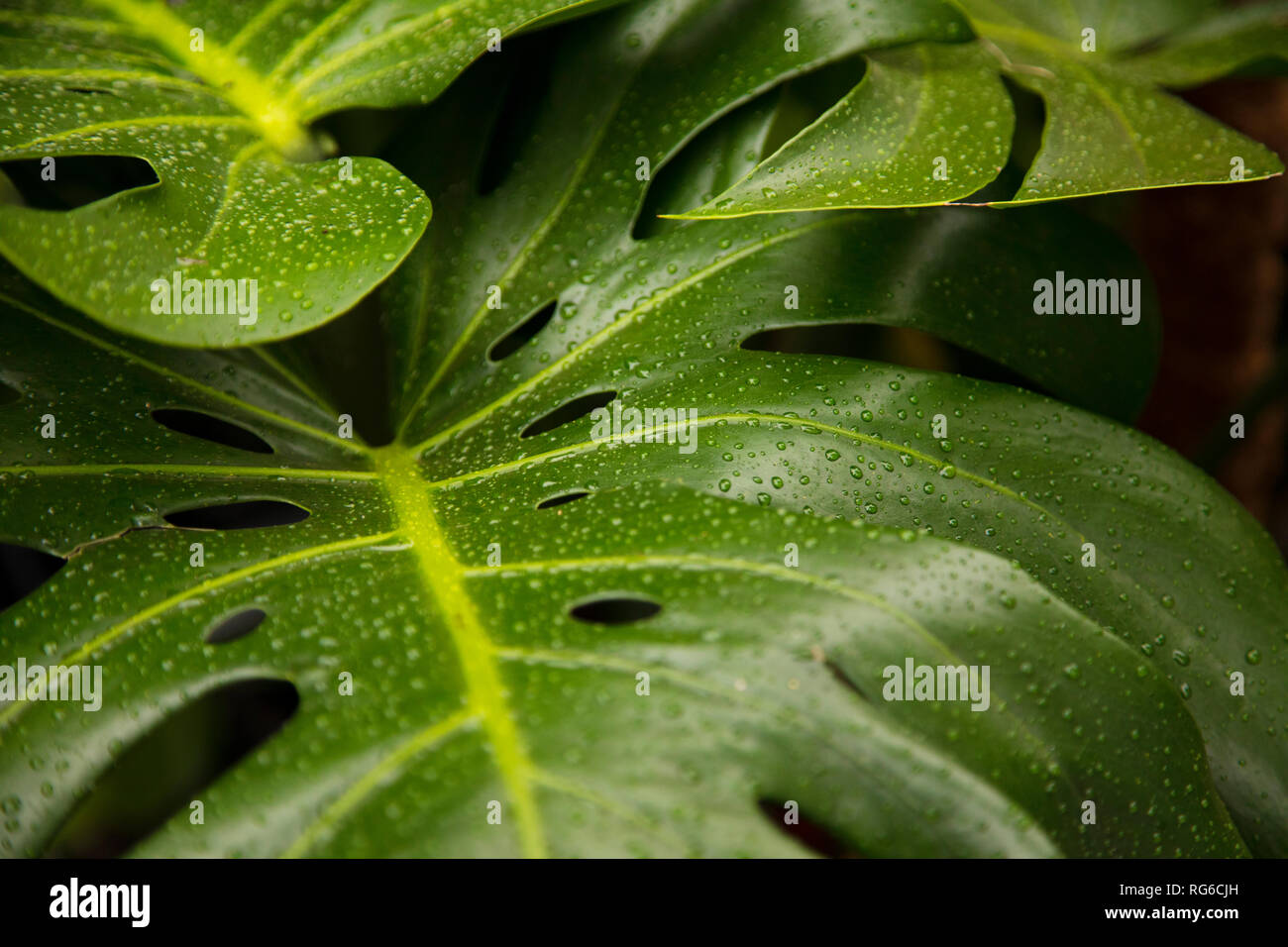 Tropical monstera leaf hi-res stock photography and images - Alamy