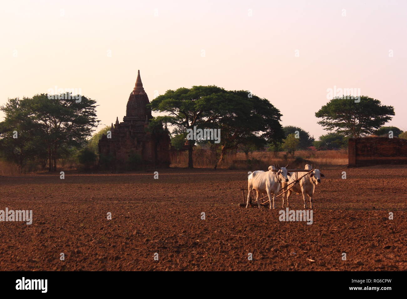 Myanmar cows hi-res stock photography and images - Alamy