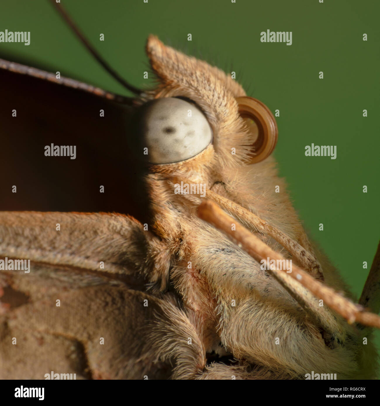 Ghost looking brown butterfly, white color and wide eye. Butterfly ...