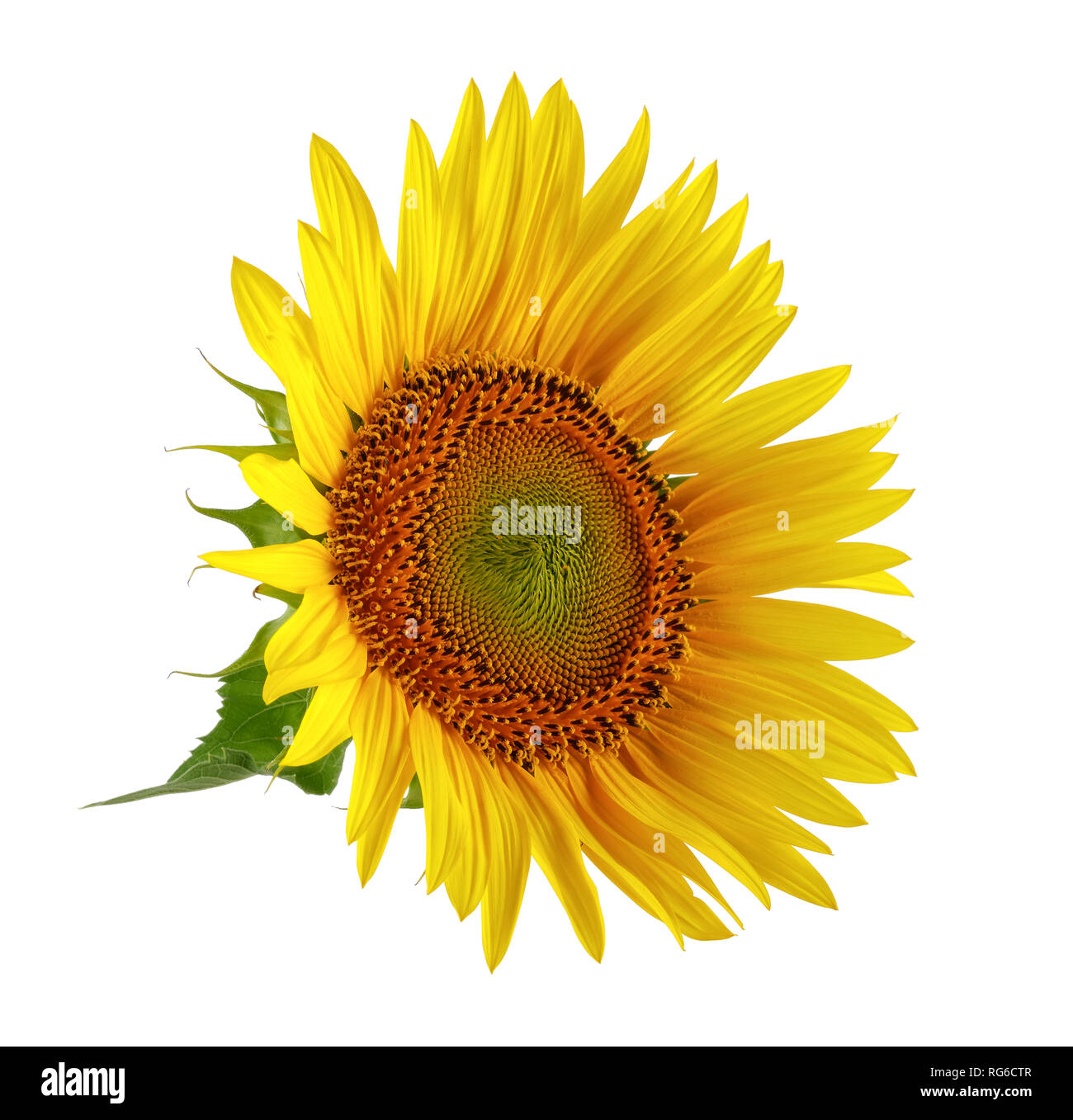 Single Sunflower isolated on white background Stock Photo - Alamy
