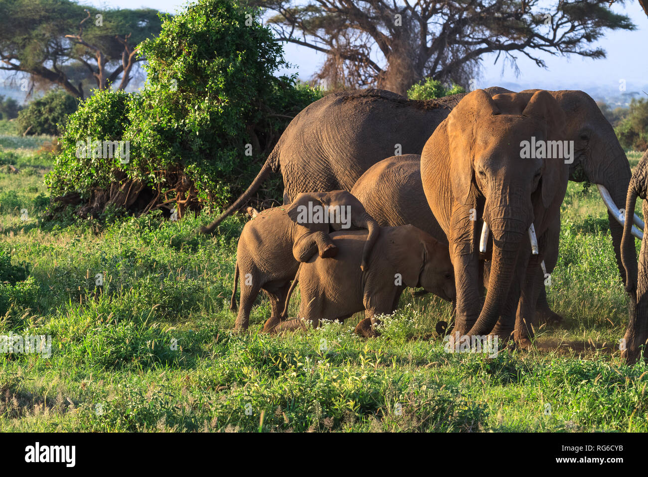 Elephants eating greenery hi-res stock photography and images - Alamy