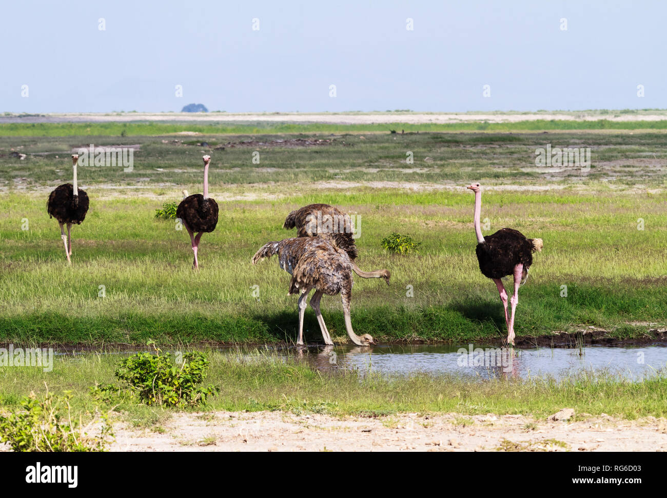 Group of ostrich in the savanna. Kenya, Africa Stock Photo - Alamy