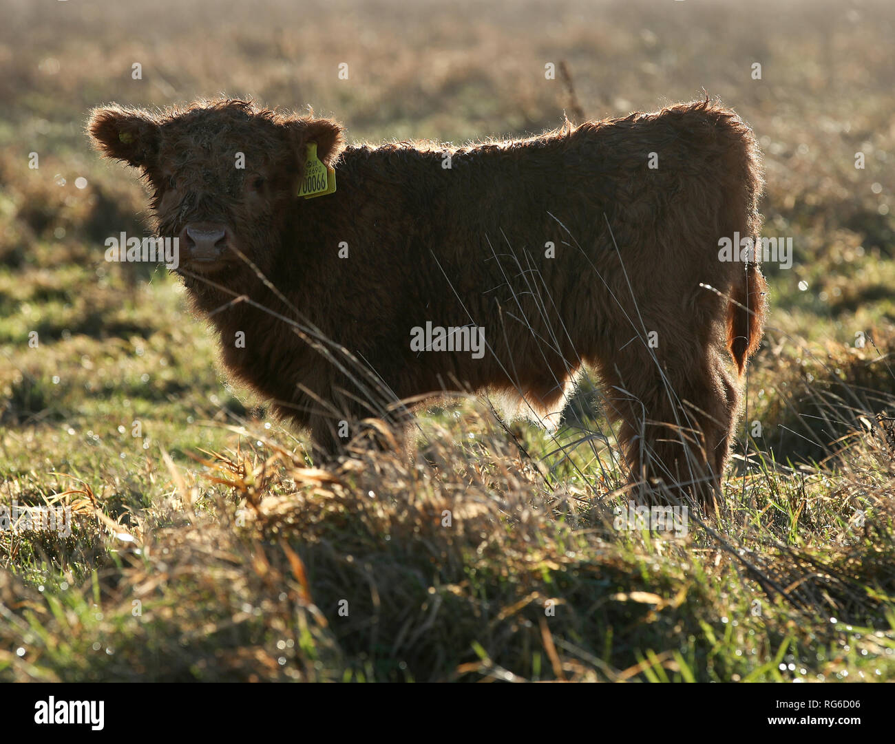 Bull calf hi-res stock photography and images - Alamy