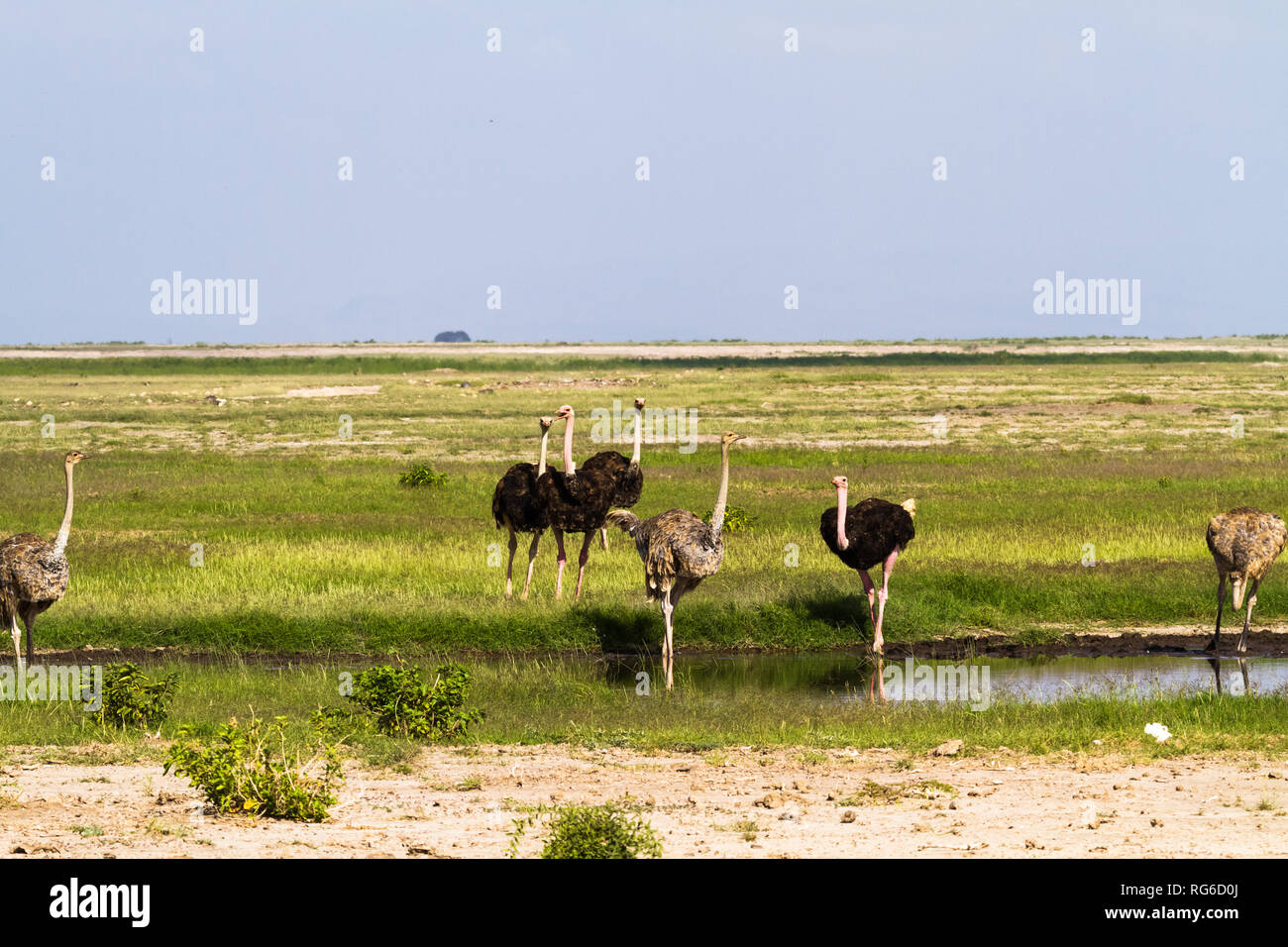 Ostrich water hi-res stock photography and images - Alamy