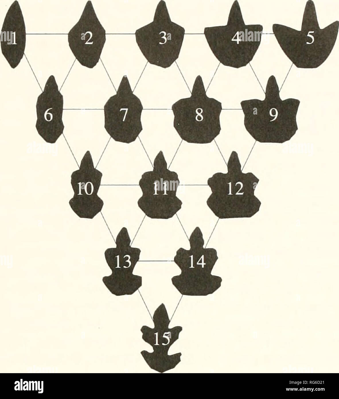 . Bulletins of American paleontology. Eigenshape I Eigenshape 3 Text ...