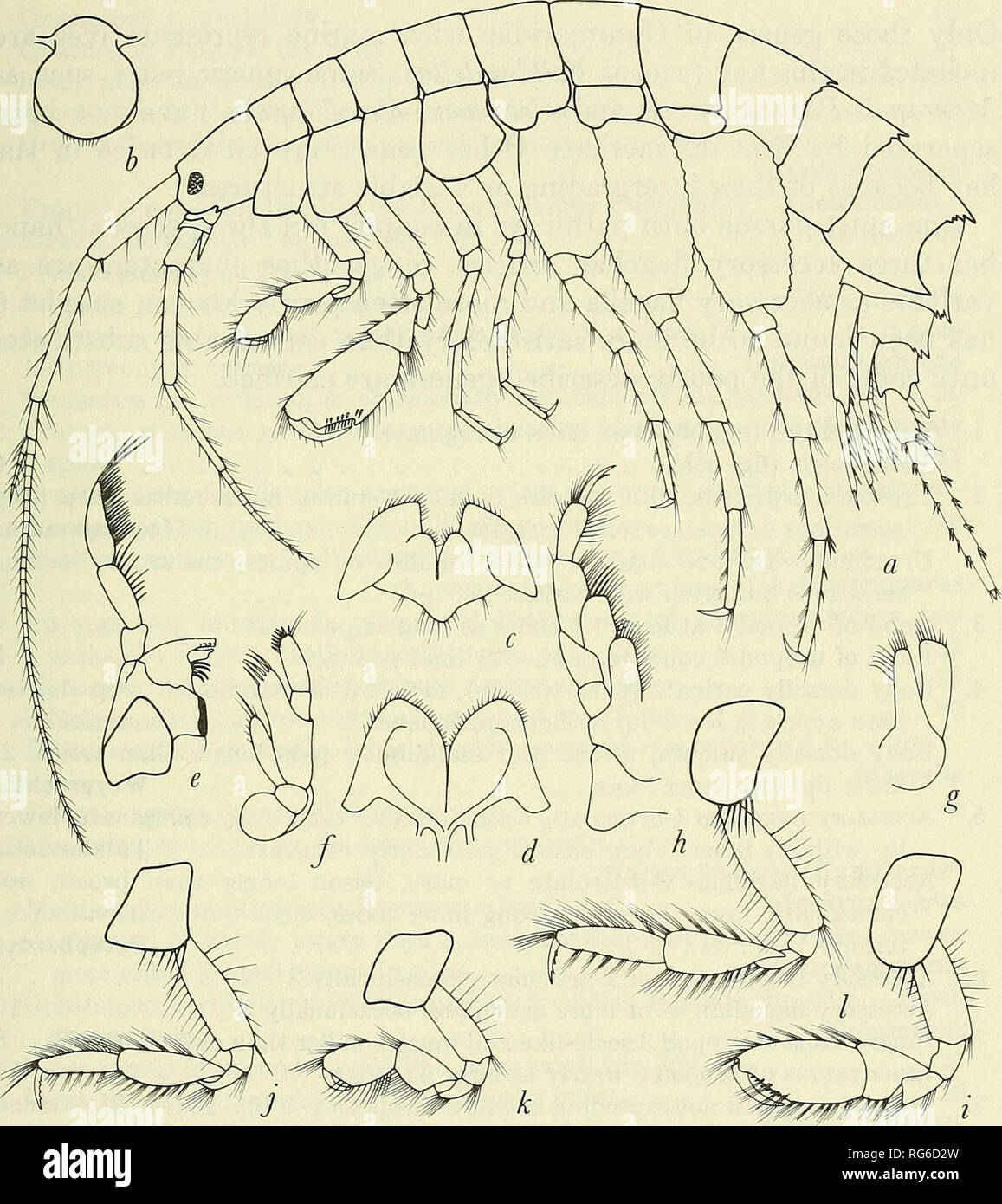 Telsons hi-res stock photography and images - Alamy