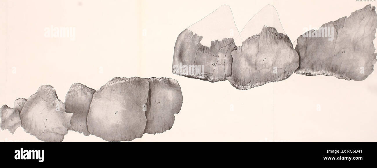 Dermal plates hi-res stock photography and images - Alamy