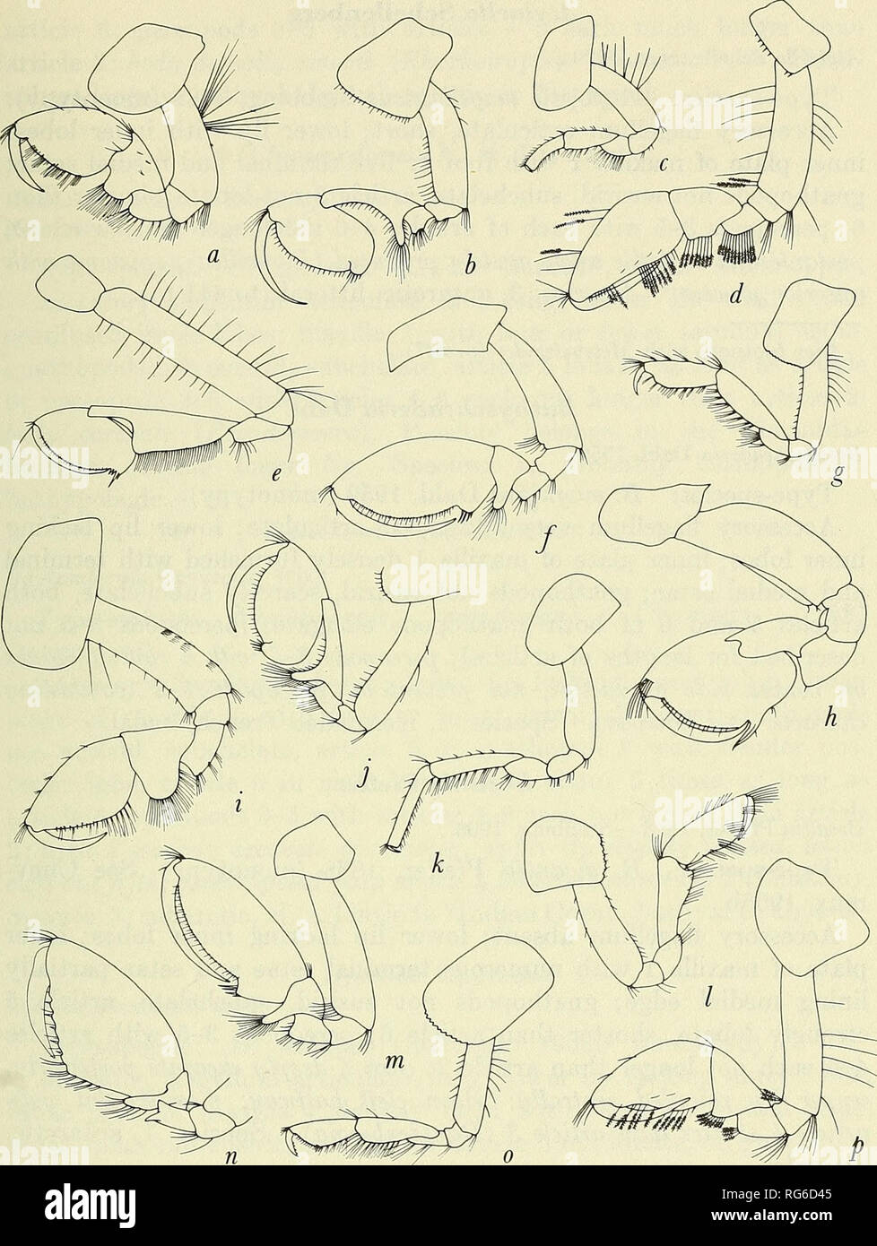 H inermis hi-res stock photography and images - Alamy