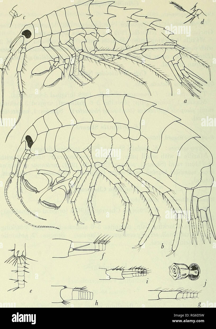 Eusirus cuspidatus hi-res stock photography and images - Alamy