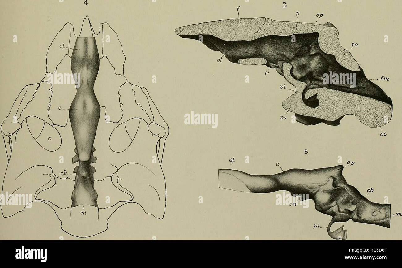 Stegosaurus skull hi-res stock photography and images - Alamy