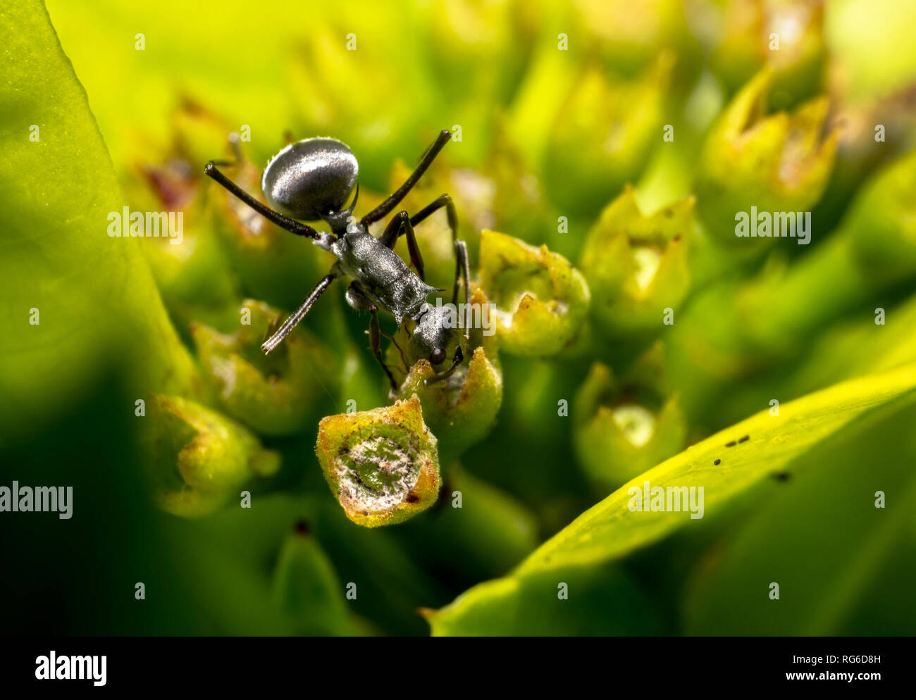 Black Spiky ant crawling/walking on a green leafy plant moving towards ...