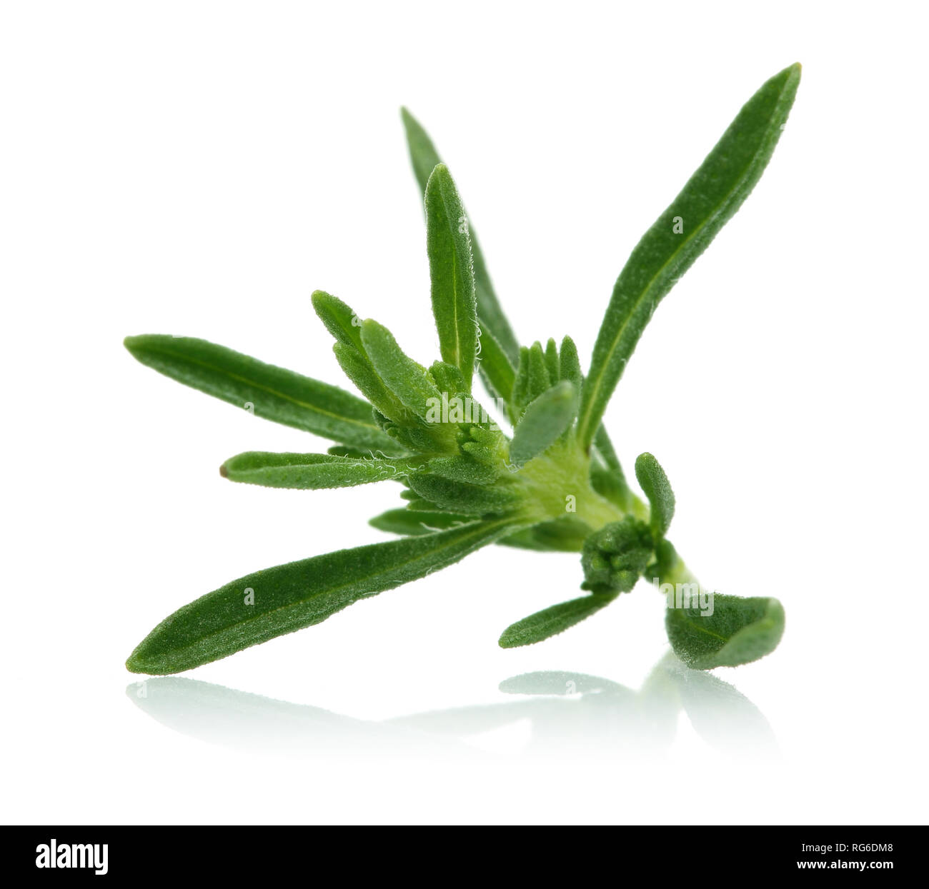 Fresh green thyme isolated on white background Stock Photo - Alamy