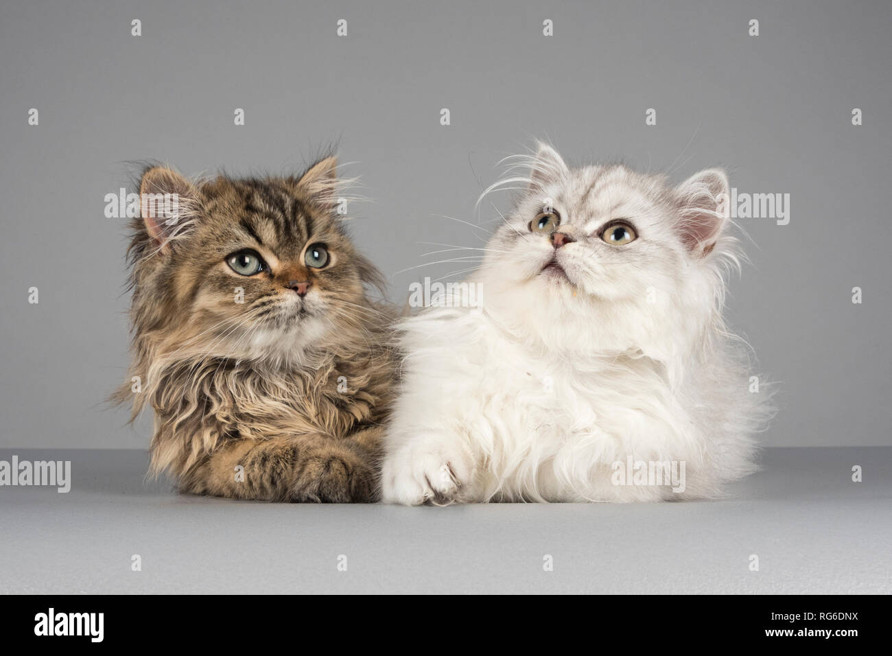 Domestic cats in the UK Stock Photo - Alamy