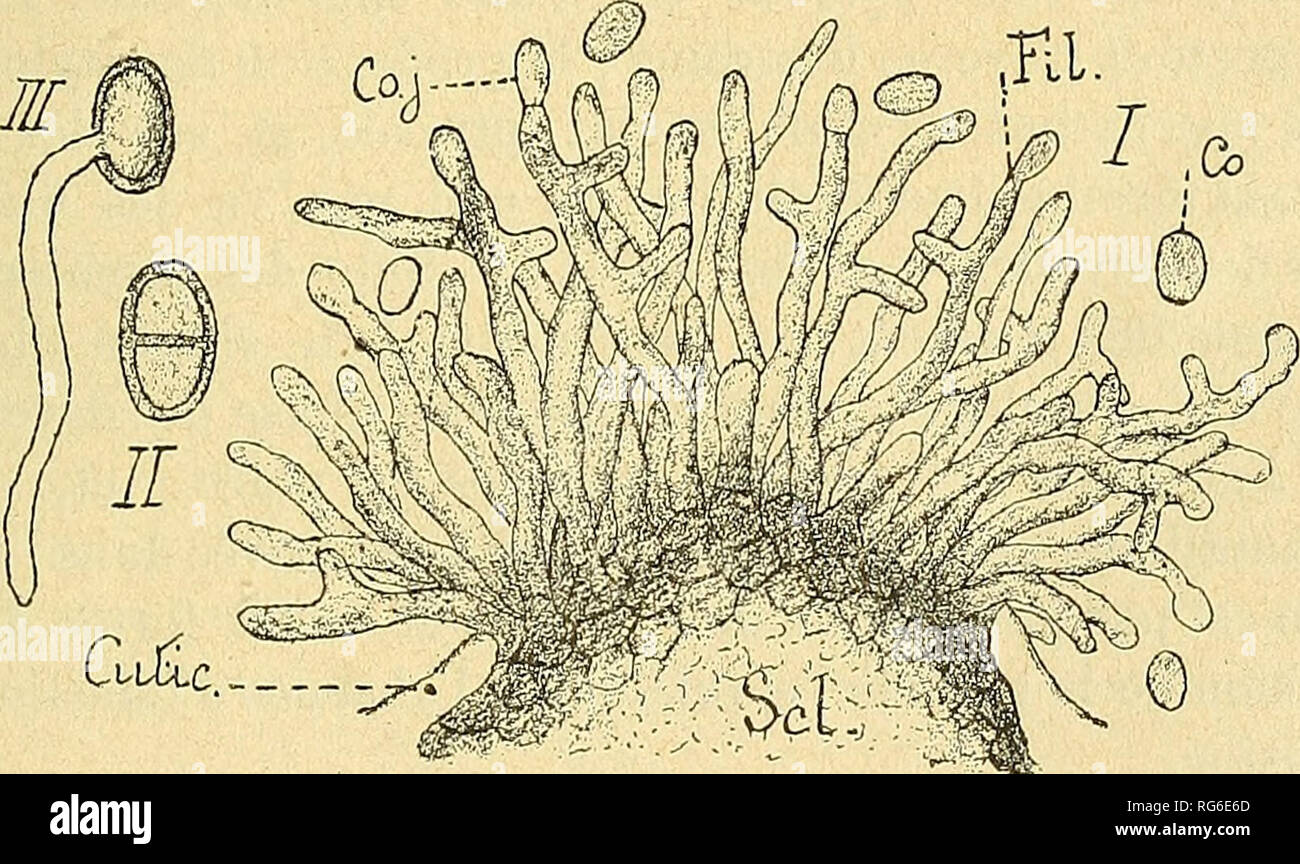 . Bulletin. Mycology; Fungi; Fungi. Sur une forme conidienne du ...