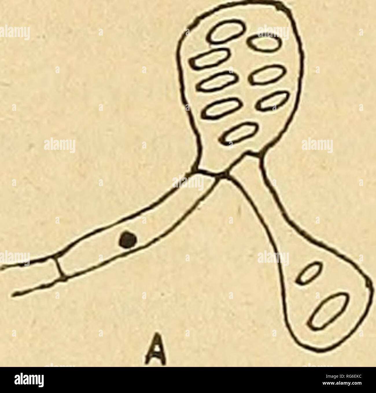 Bourgeonner hi-res stock photography and images - Alamy