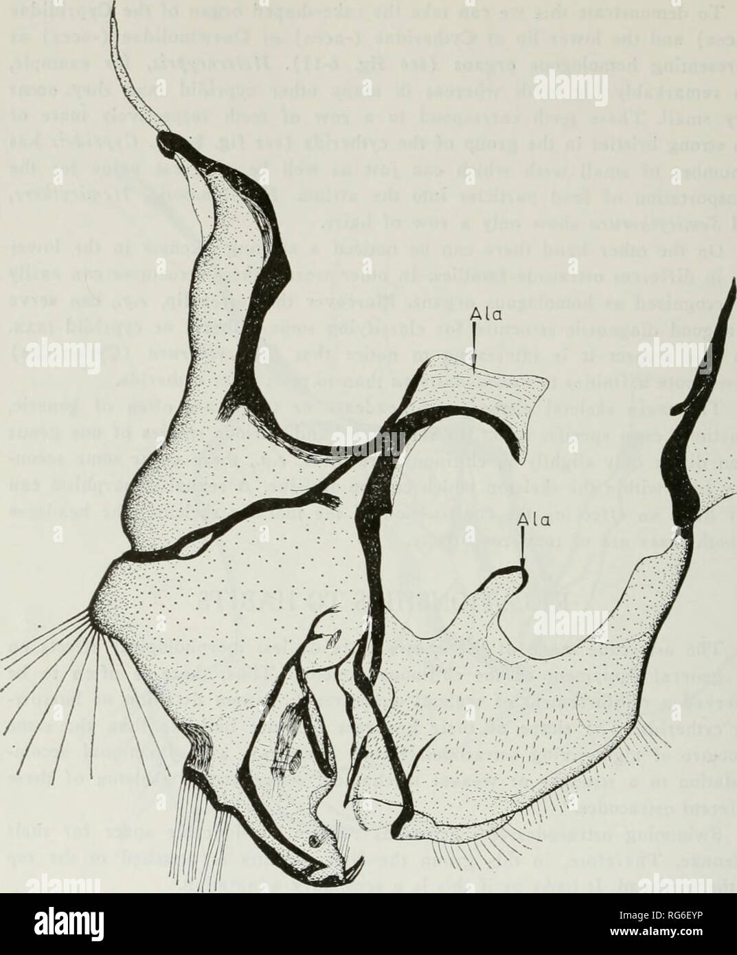 Phylogenetic taxonomy hi-res stock photography and images - Alamy