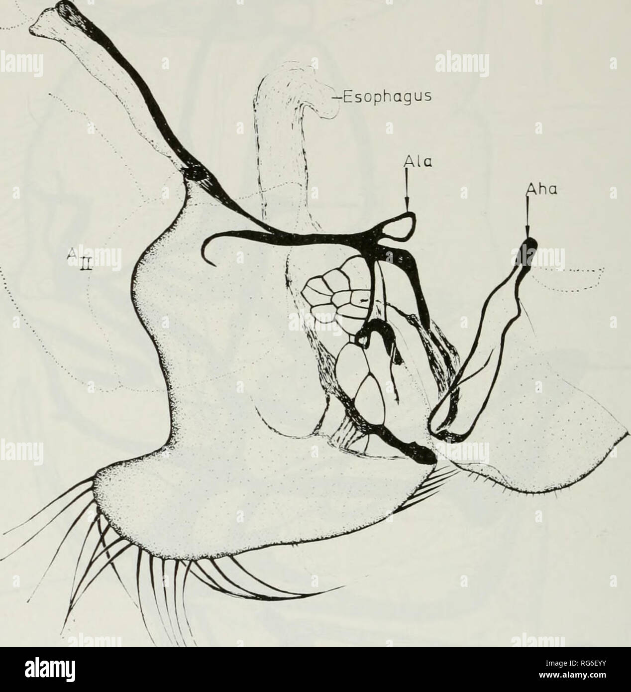 Carapace structures hi-res stock photography and images - Alamy