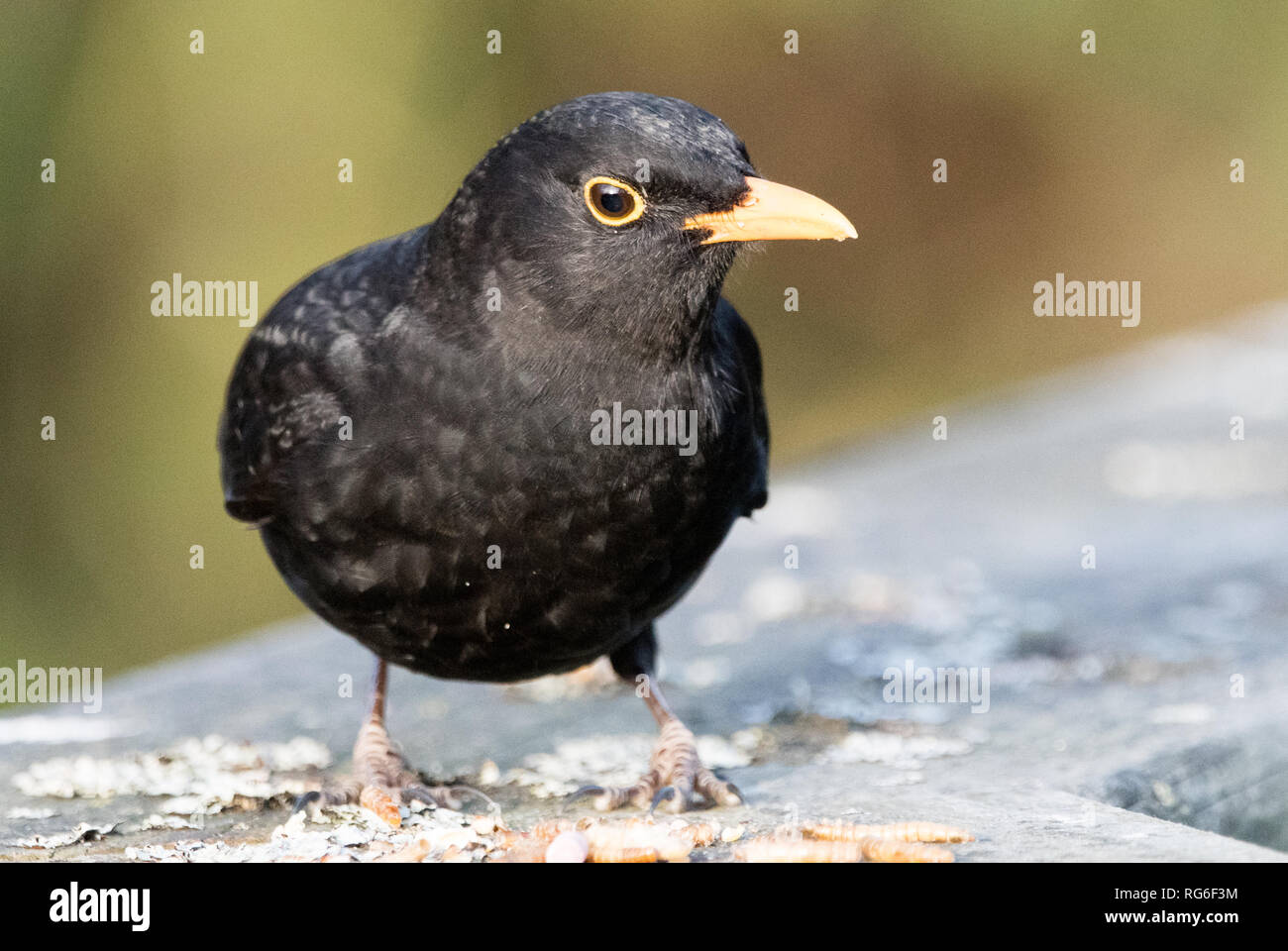 Male Blackbird (Turdus merula Stock Photo - Alamy