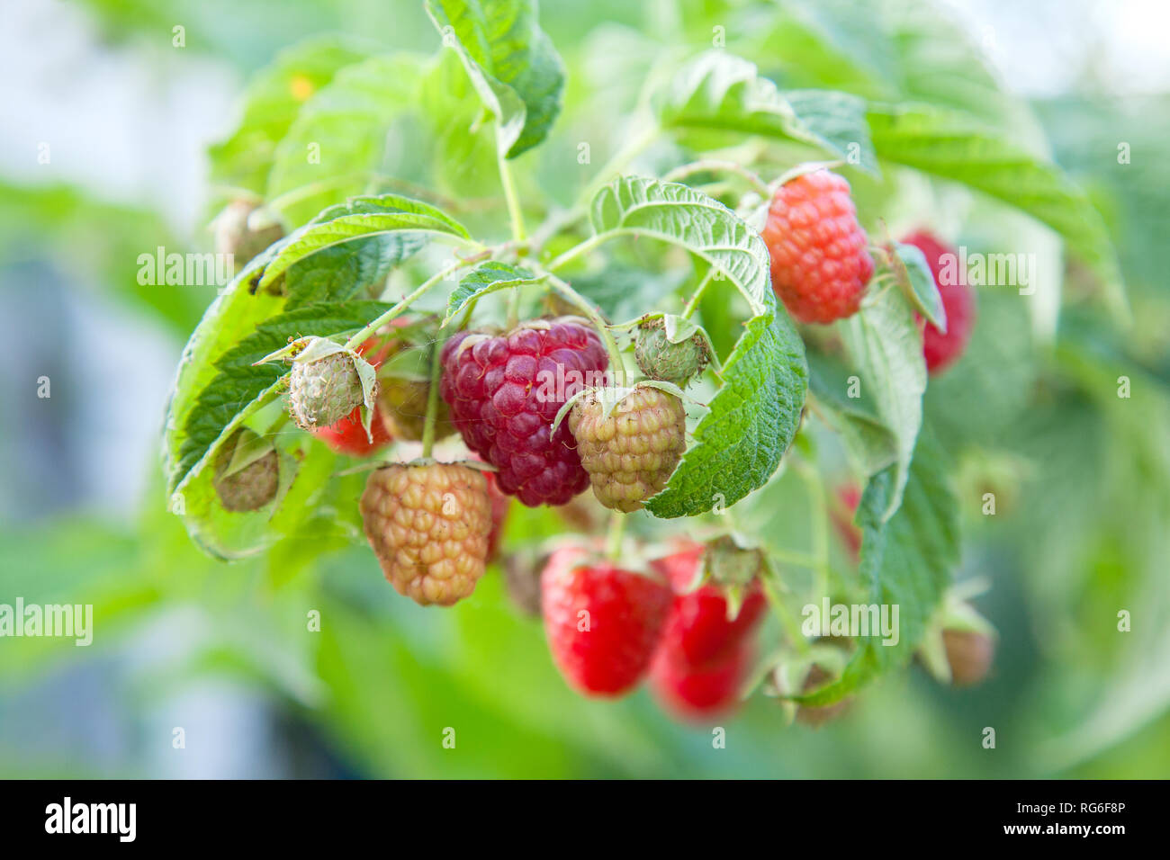 Lots of red ripe raspberries on bush. Close up of fresh organic berries ...