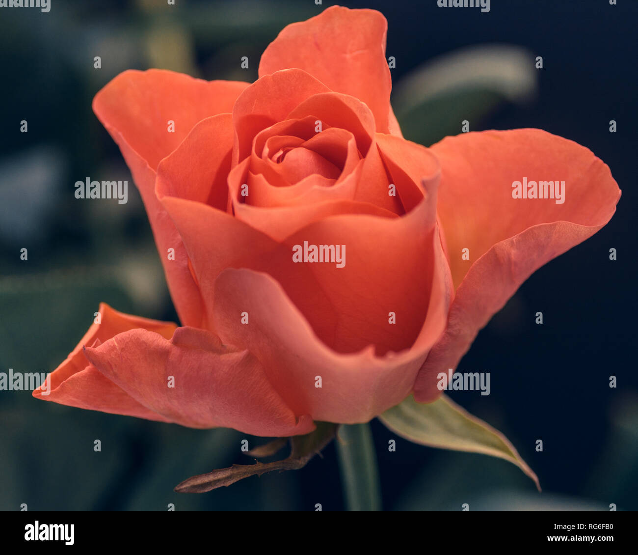 Scarlet frame hi-res stock photography and images - Alamy