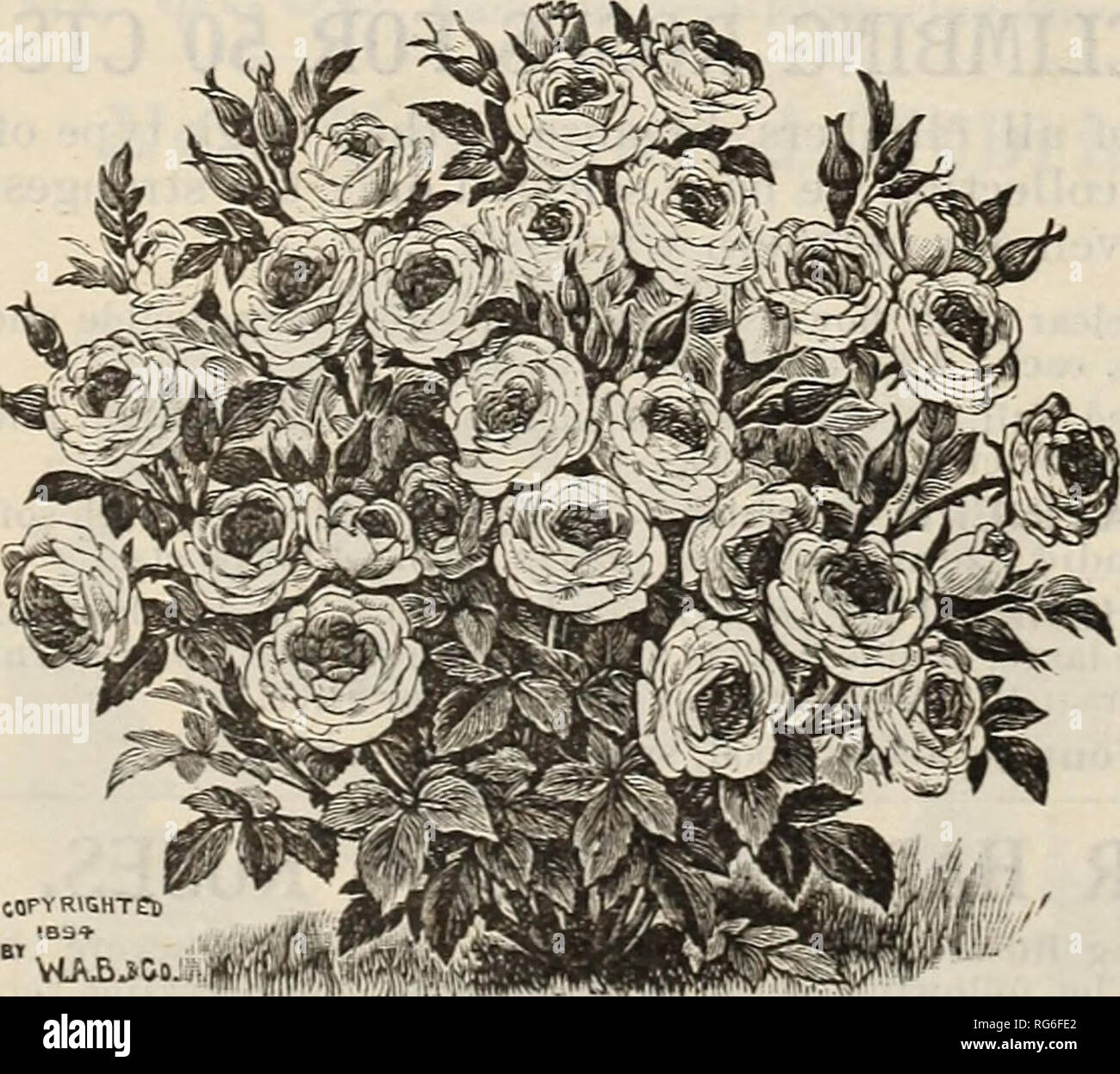 . Burpee's farm annual. Nursery stock Pennsylvania Philadelphia ...