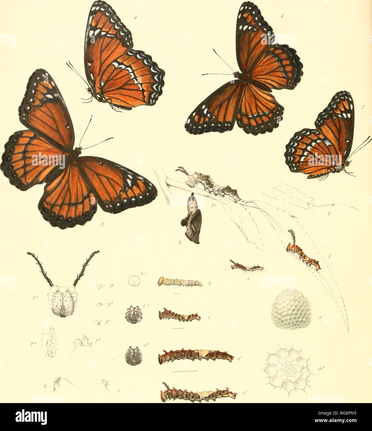 Scientific Butterfly Illustration