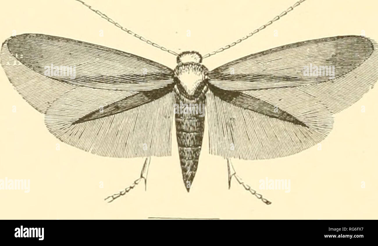 Carrying in moth hi-res stock photography and images - Alamy