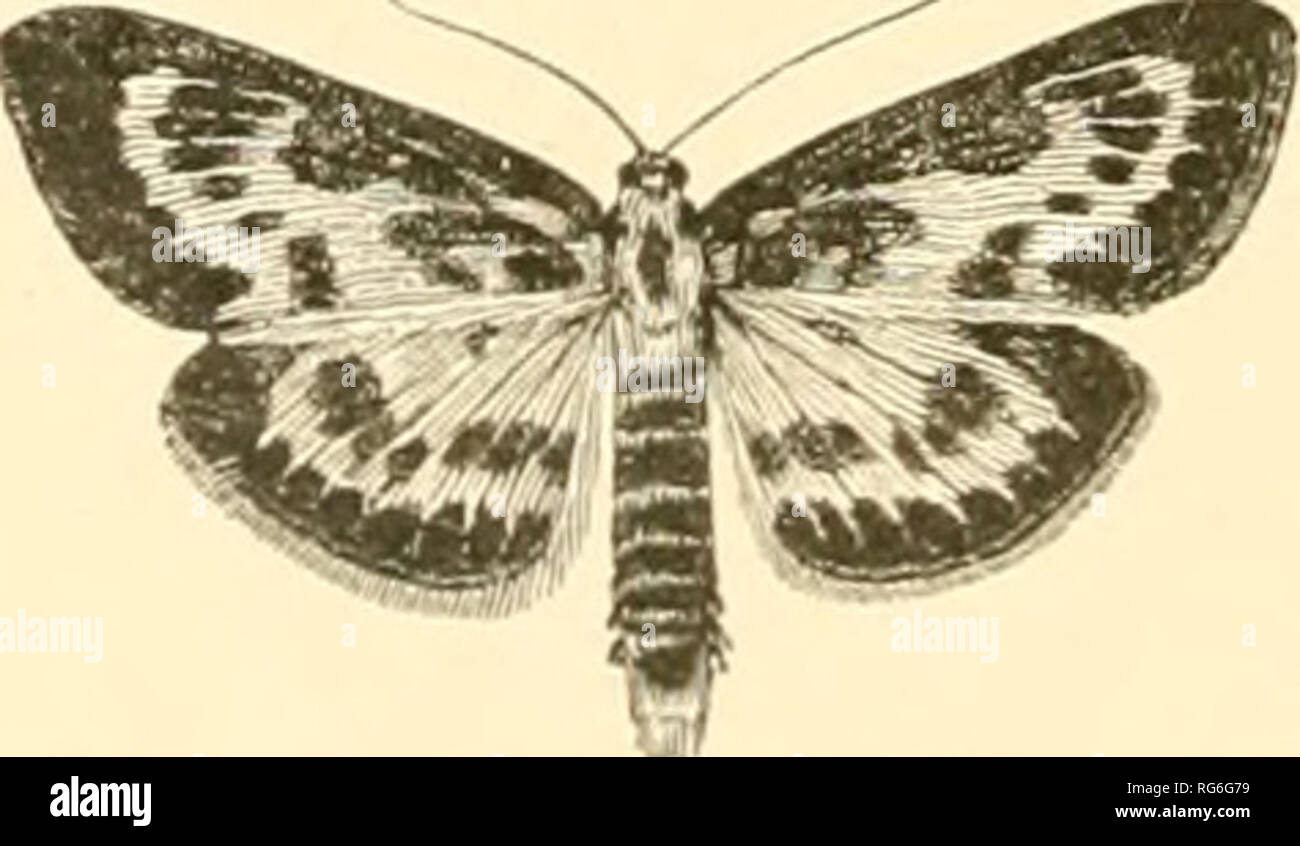 Common butterflies of hay hi-res stock photography and images - Alamy