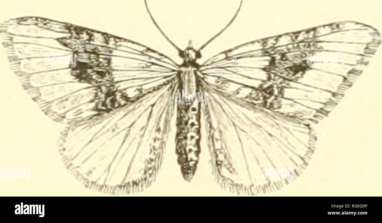 Cross shaped moth hi-res stock photography and images - Alamy