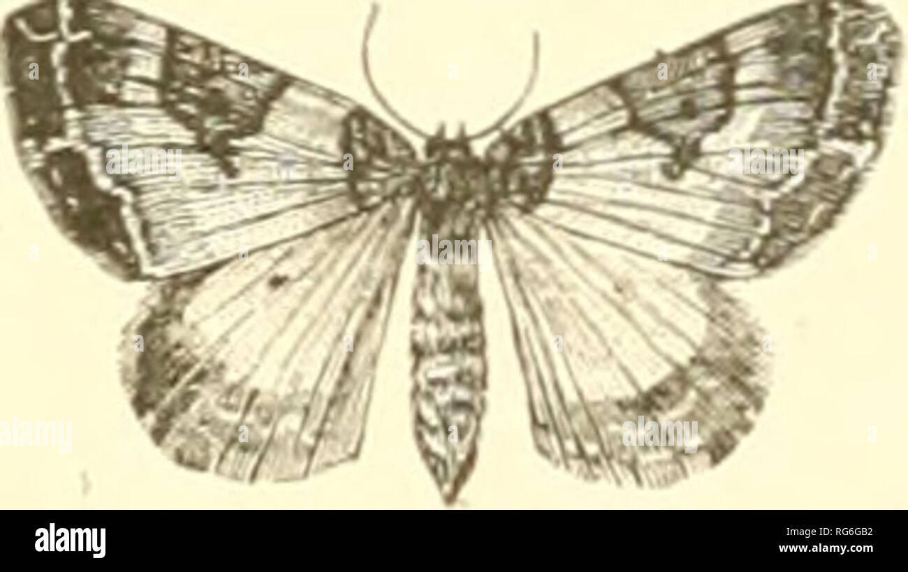 Transverse moth hi-res stock photography and images - Alamy