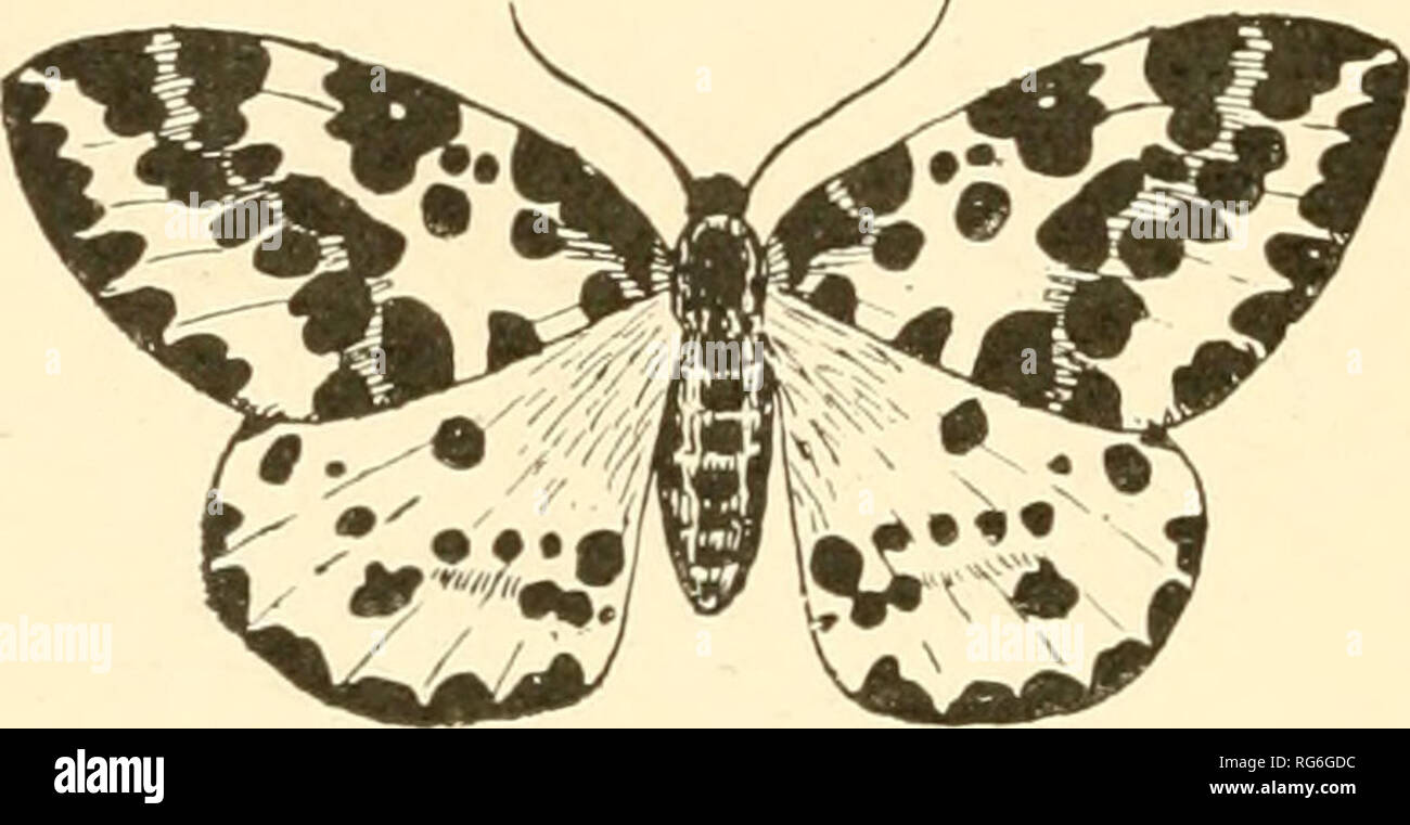 Transverse Moth High Resolution Stock Photography and Images - Alamy