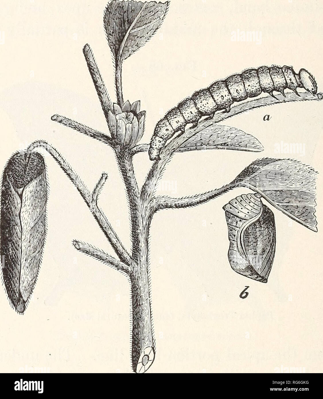 Pillae hi-res stock photography and images - Alamy