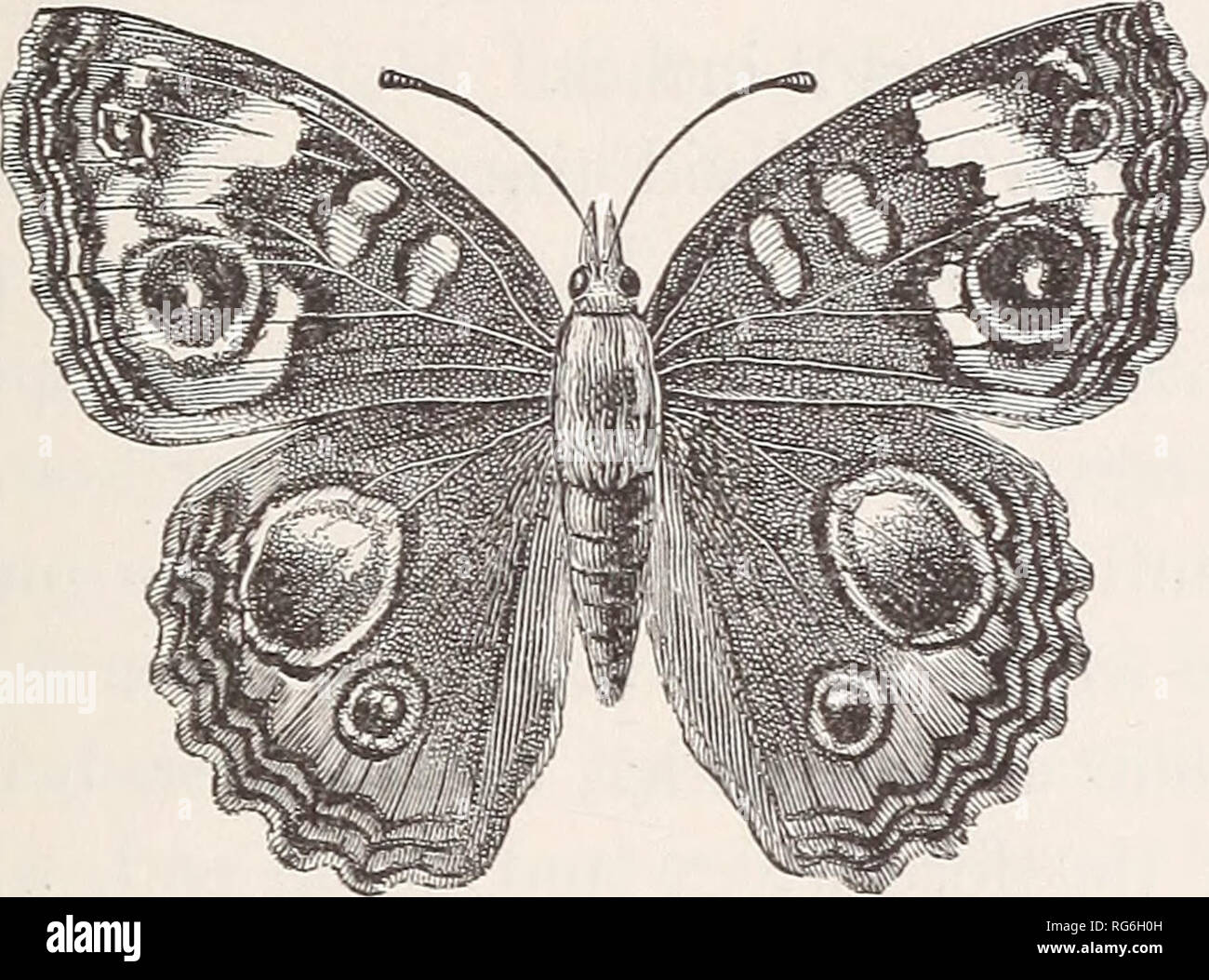 . The butterflies of the eastern United States. For the use of classes ...