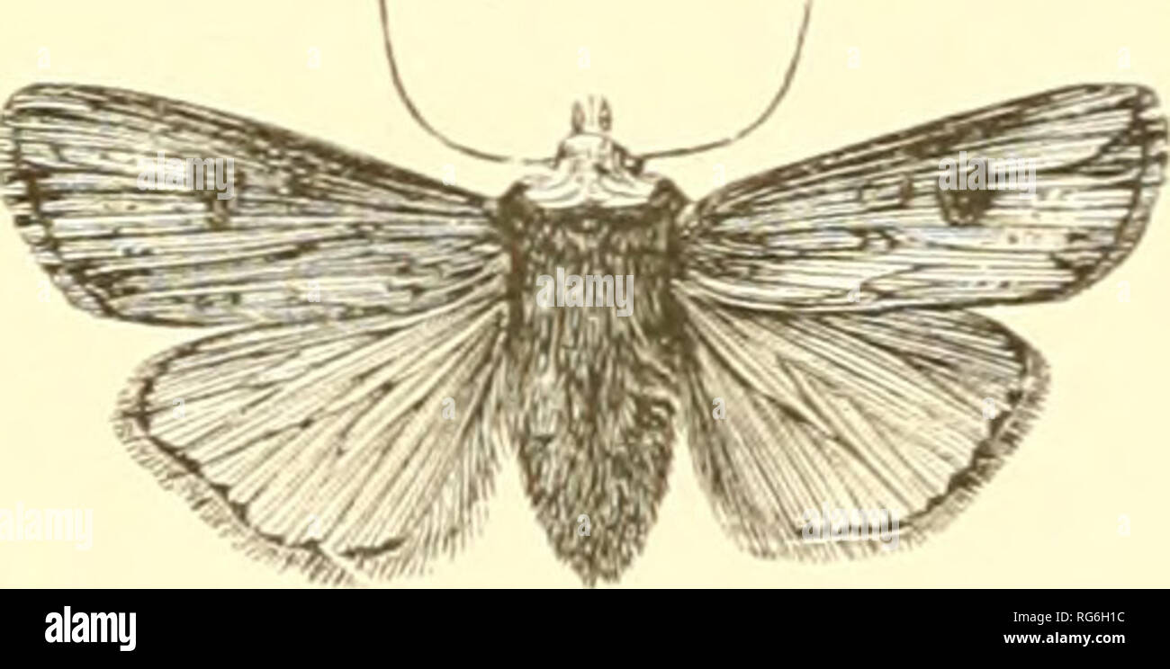 Transverse moth hi-res stock photography and images - Alamy