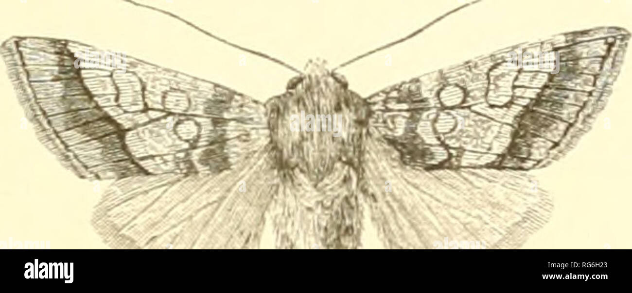 Transverse moth hi-res stock photography and images - Alamy