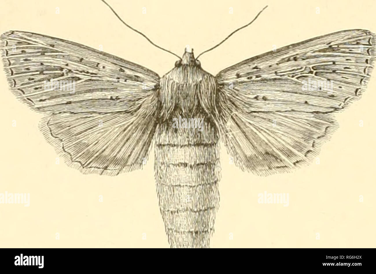 Spiracles caterpillar hi-res stock photography and images - Alamy