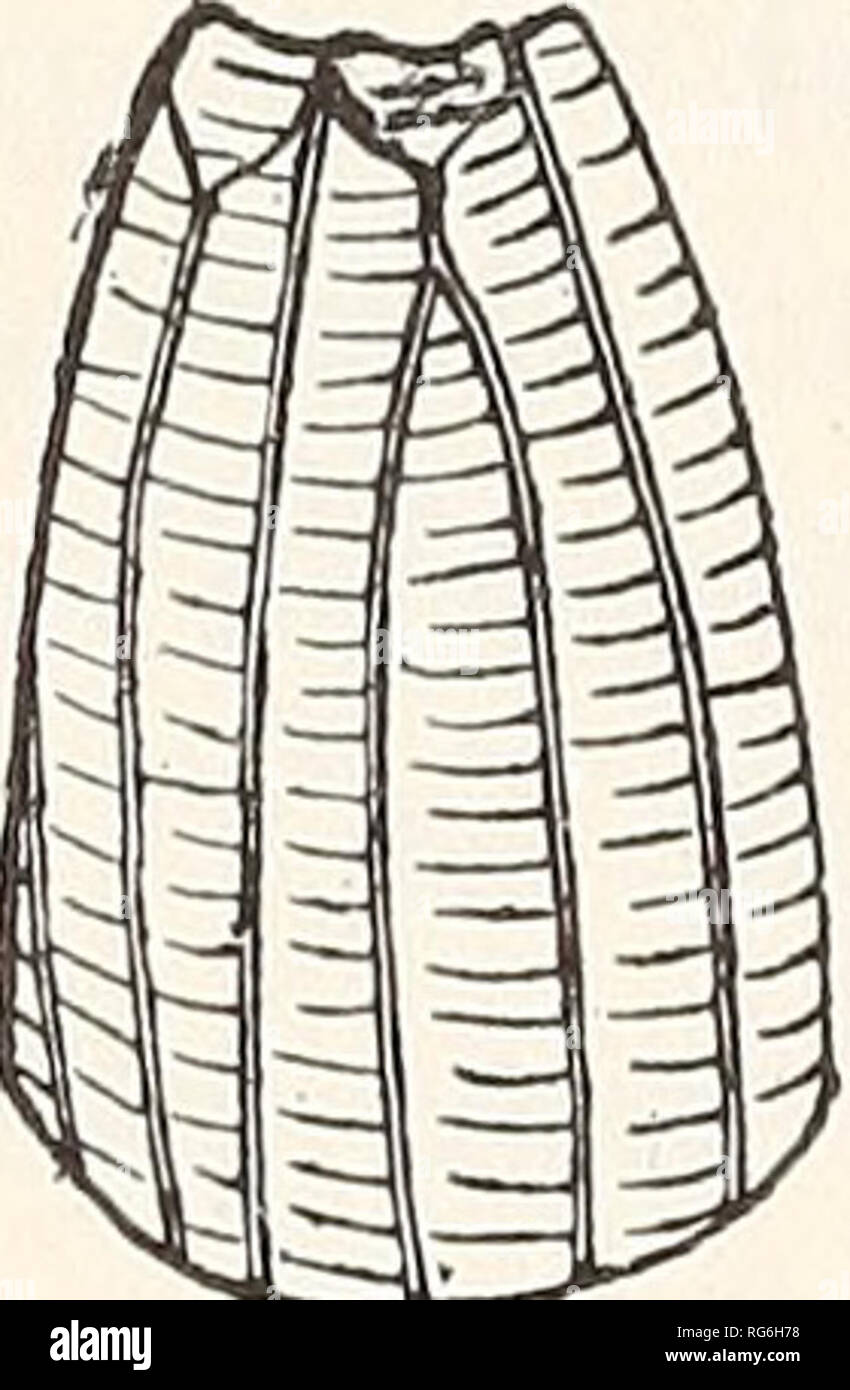 Three Spur Marks High Resolution Stock Photography and Images - Alamy