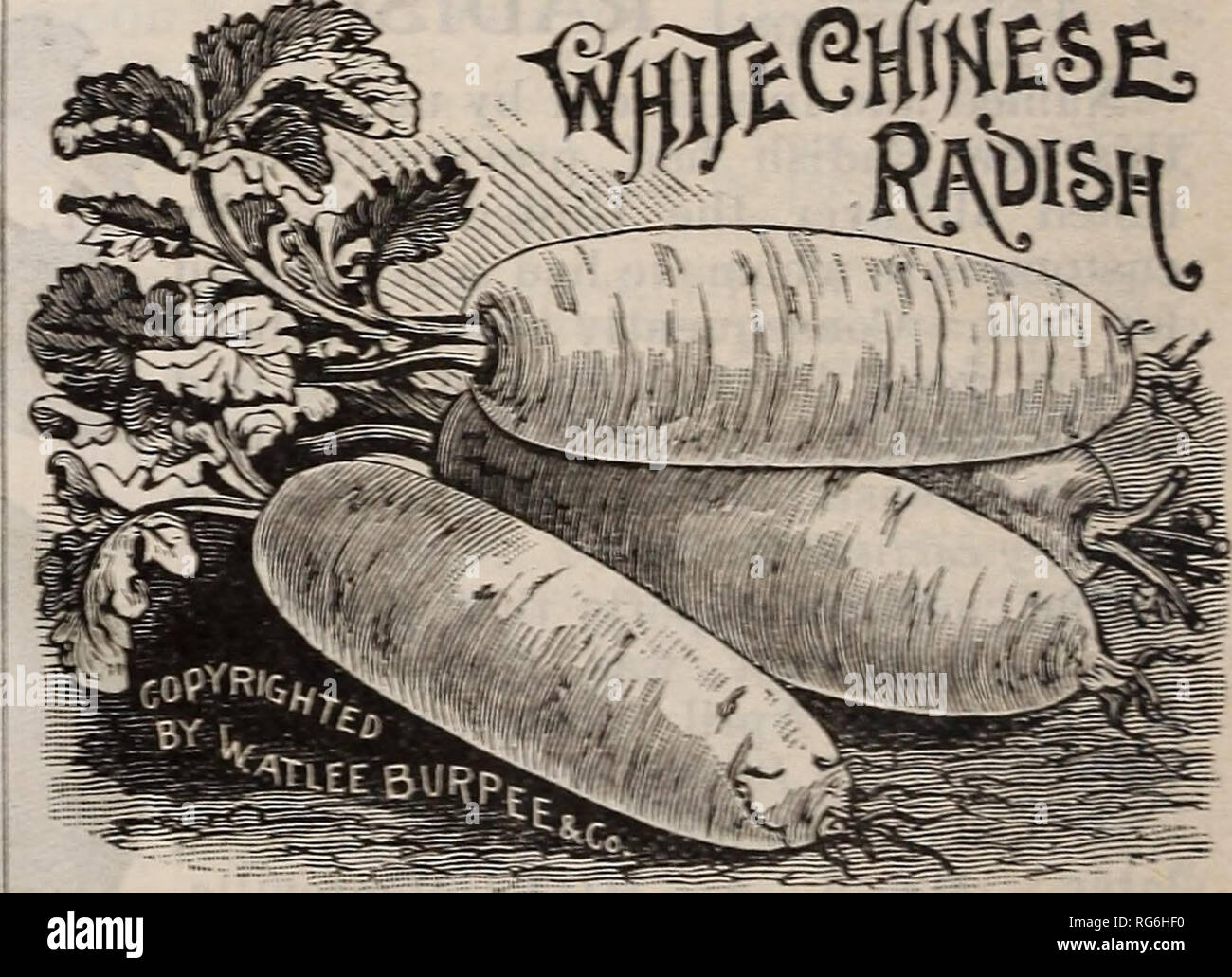 Burpees farm annual best seeds hi-res stock photography and images - Alamy