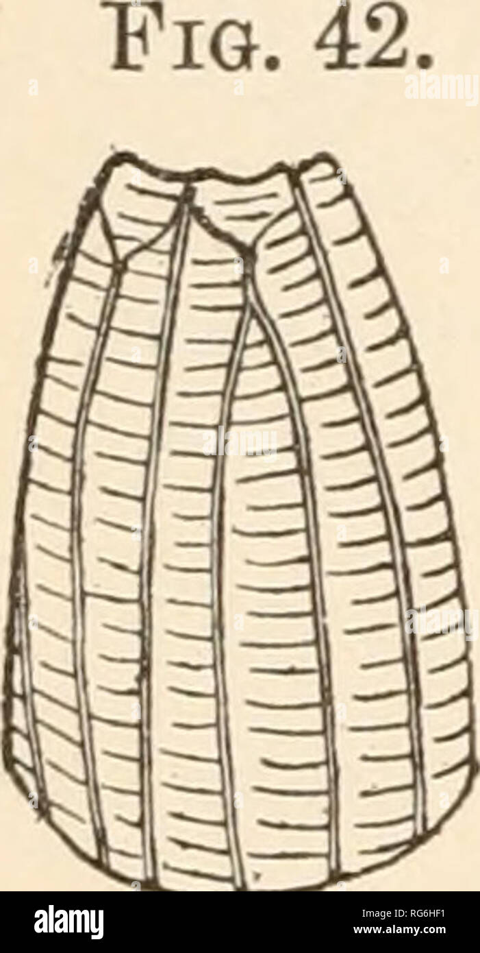 Three Spur Marks High Resolution Stock Photography and Images - Alamy