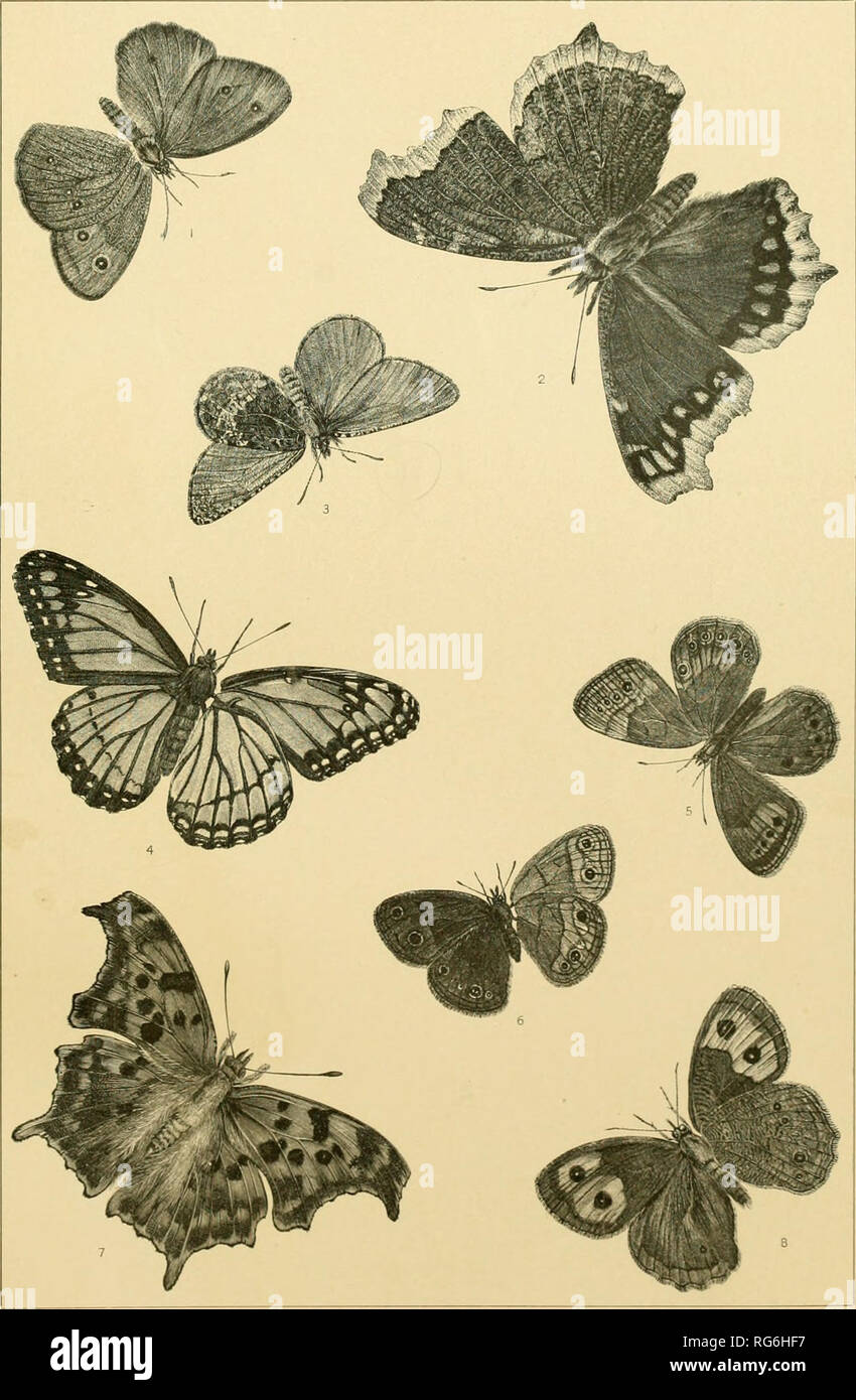 . The butterflies of the eastern United States and Canada : with ...