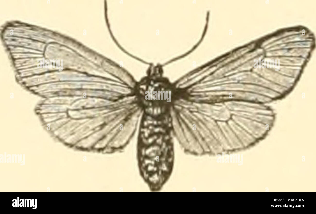 . Butterflies and moths (British). Butterflies; Insects -- Great ...