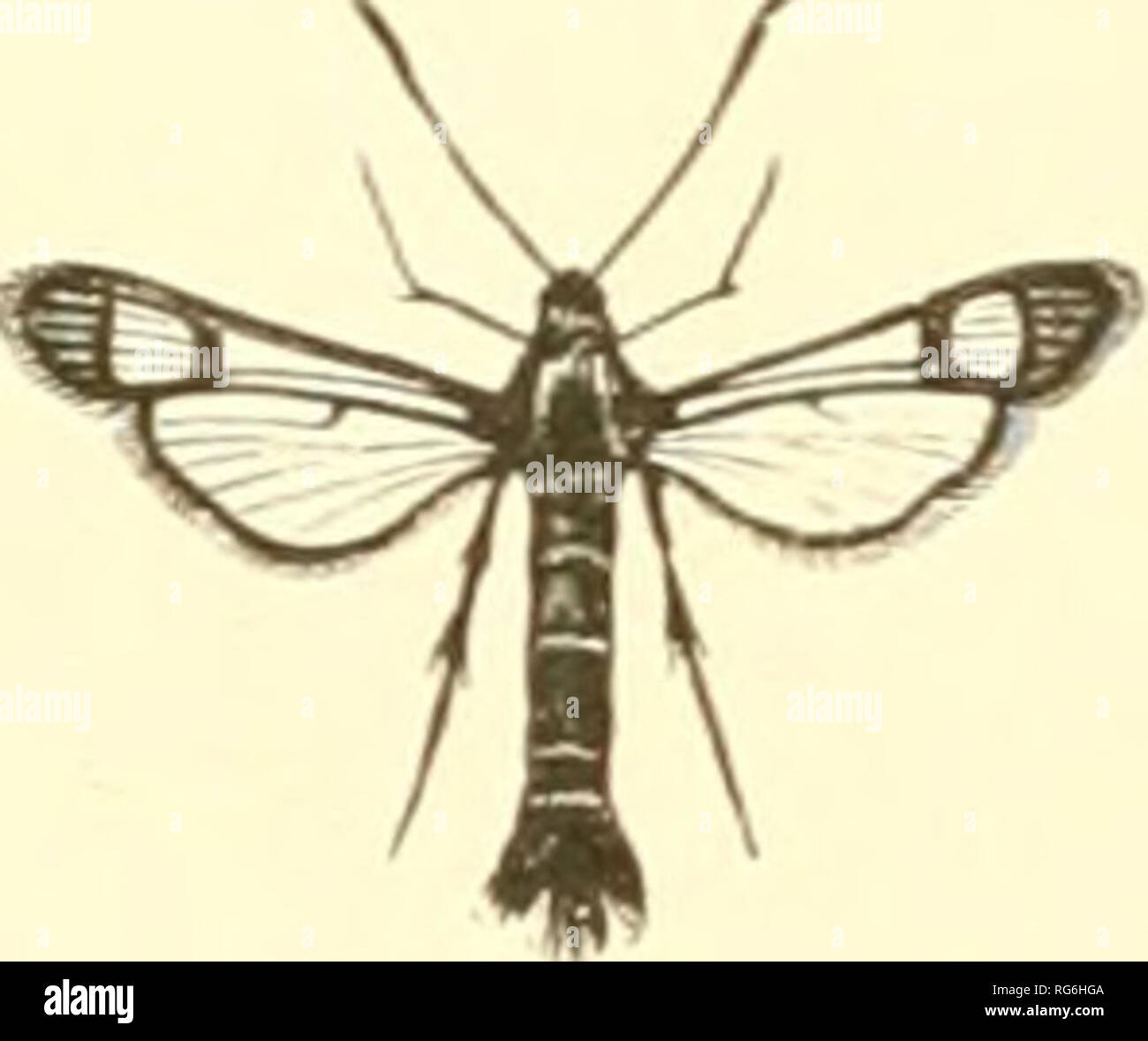 Orange belts on abdomen hi-res stock photography and images - Alamy