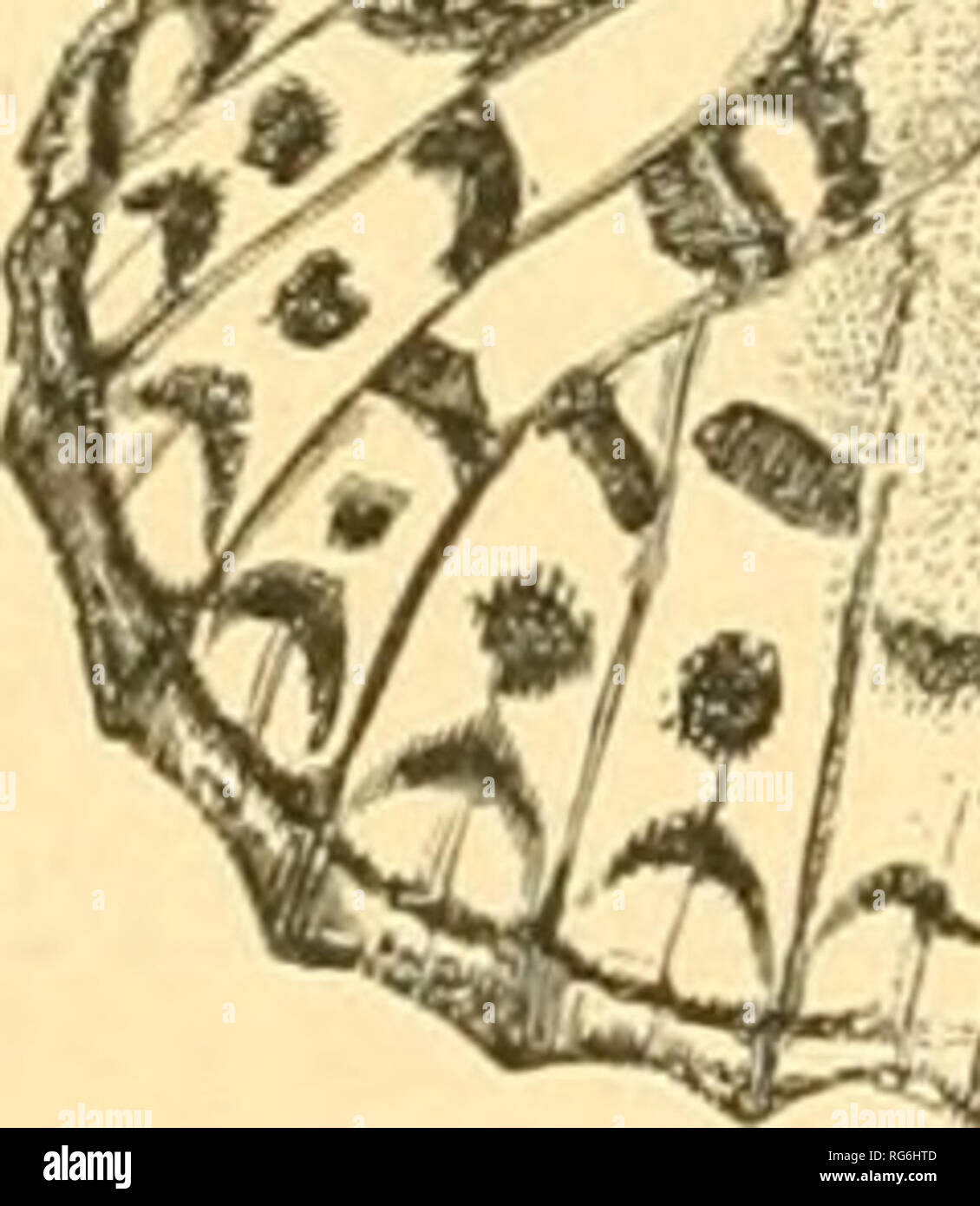 . The butterflies of the eastern United States. For the use of classes ...