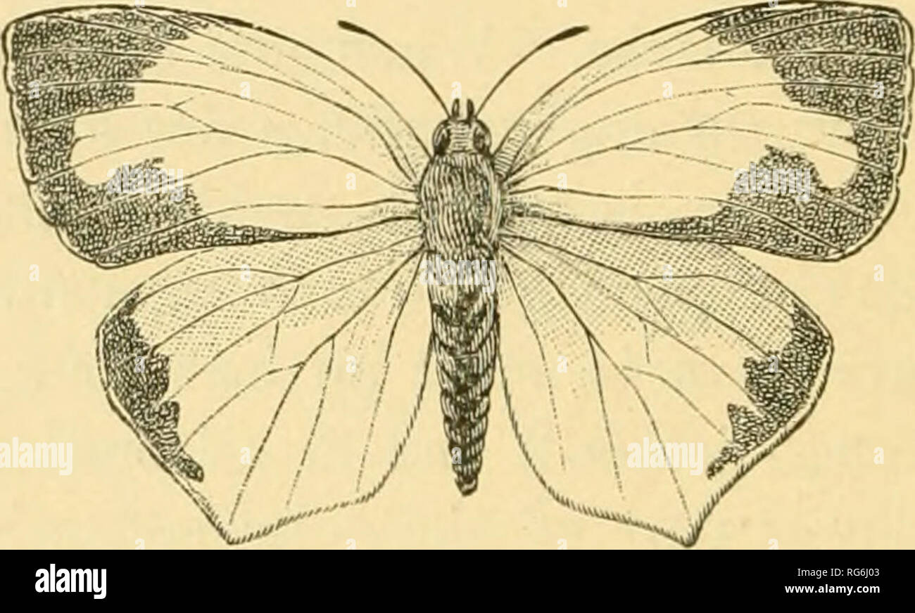 Yellow dot on posterior hi-res stock photography and images - Alamy
