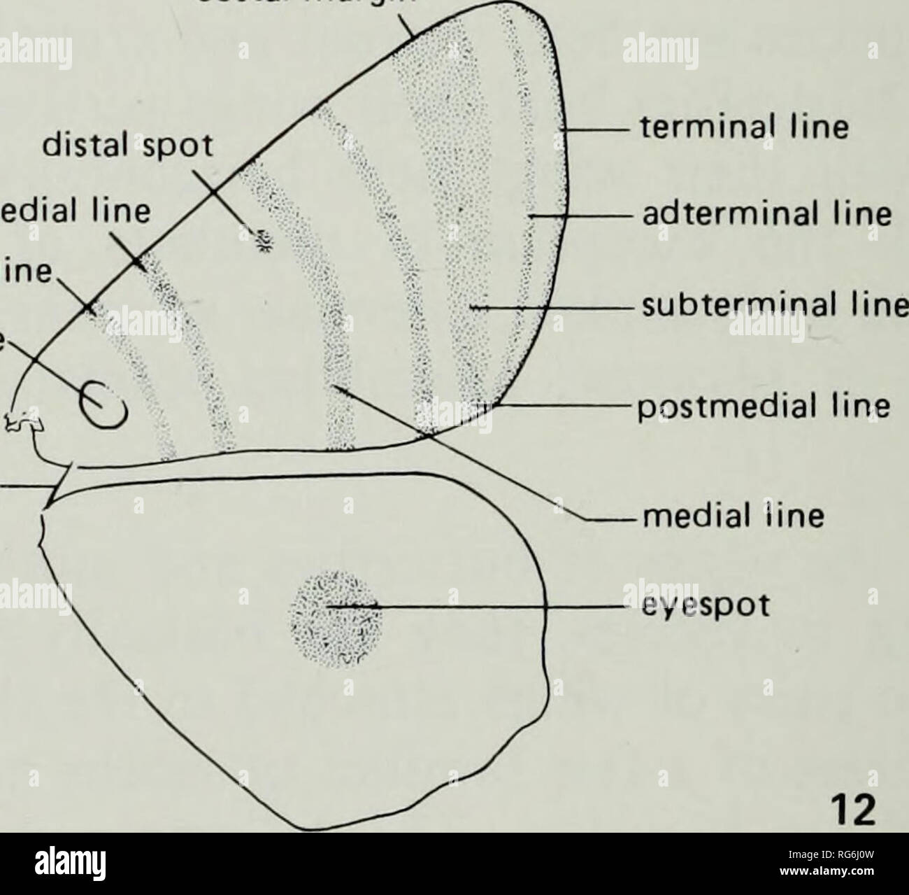 . Butterflies and moths of Newfoundland and Labrador : the ...