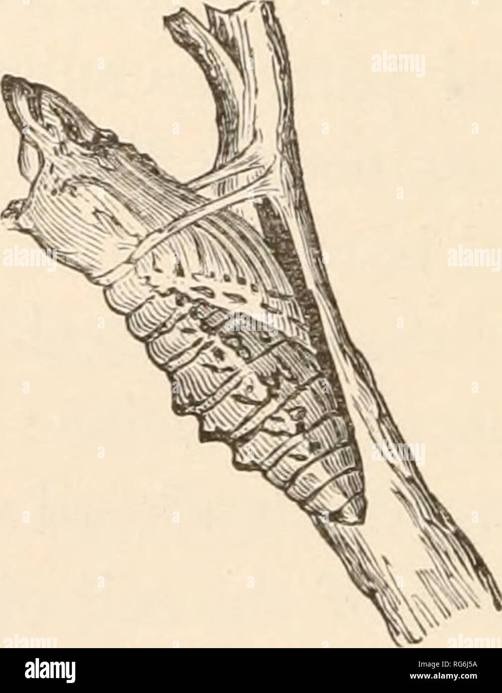 . The butterflies of the eastern United States. For the use of classes ...