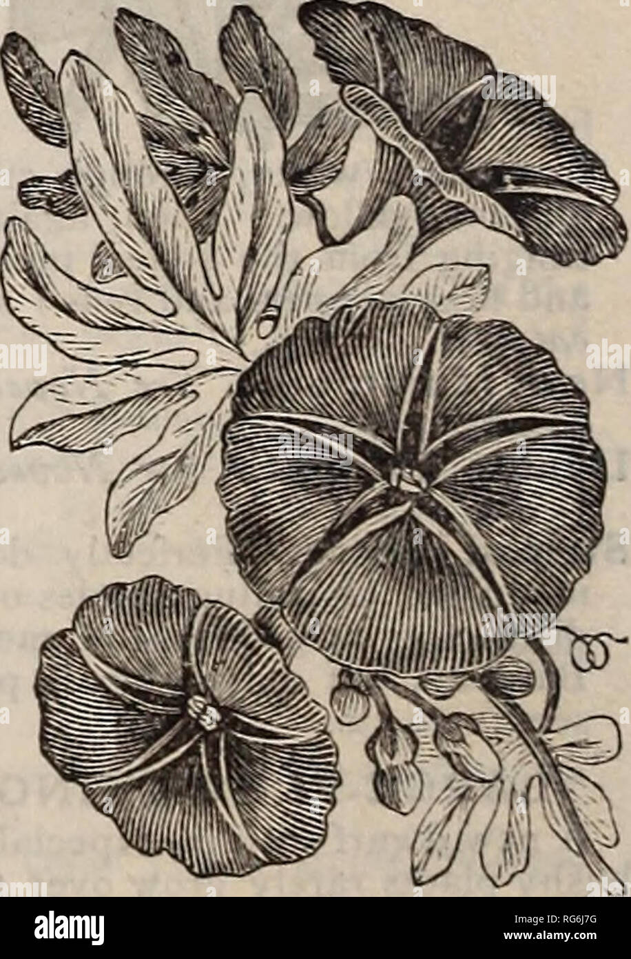 Lablab bean flower dolichos lablab hi-res stock photography and images ...