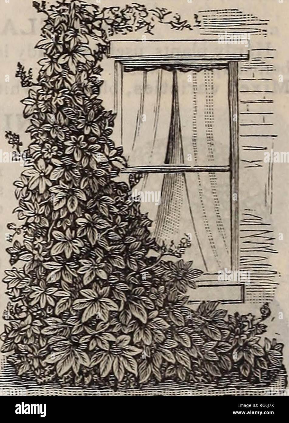 Lablab bean flower dolichos lablab hi-res stock photography and images ...