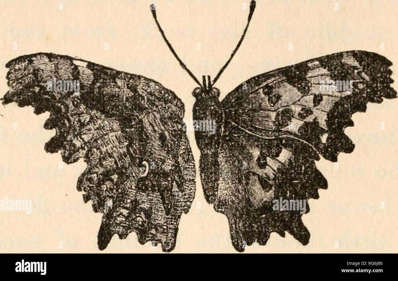 . The butterflies of Maine .... Butterflies -- Maine. 52 BUTTERFLIES OF ...